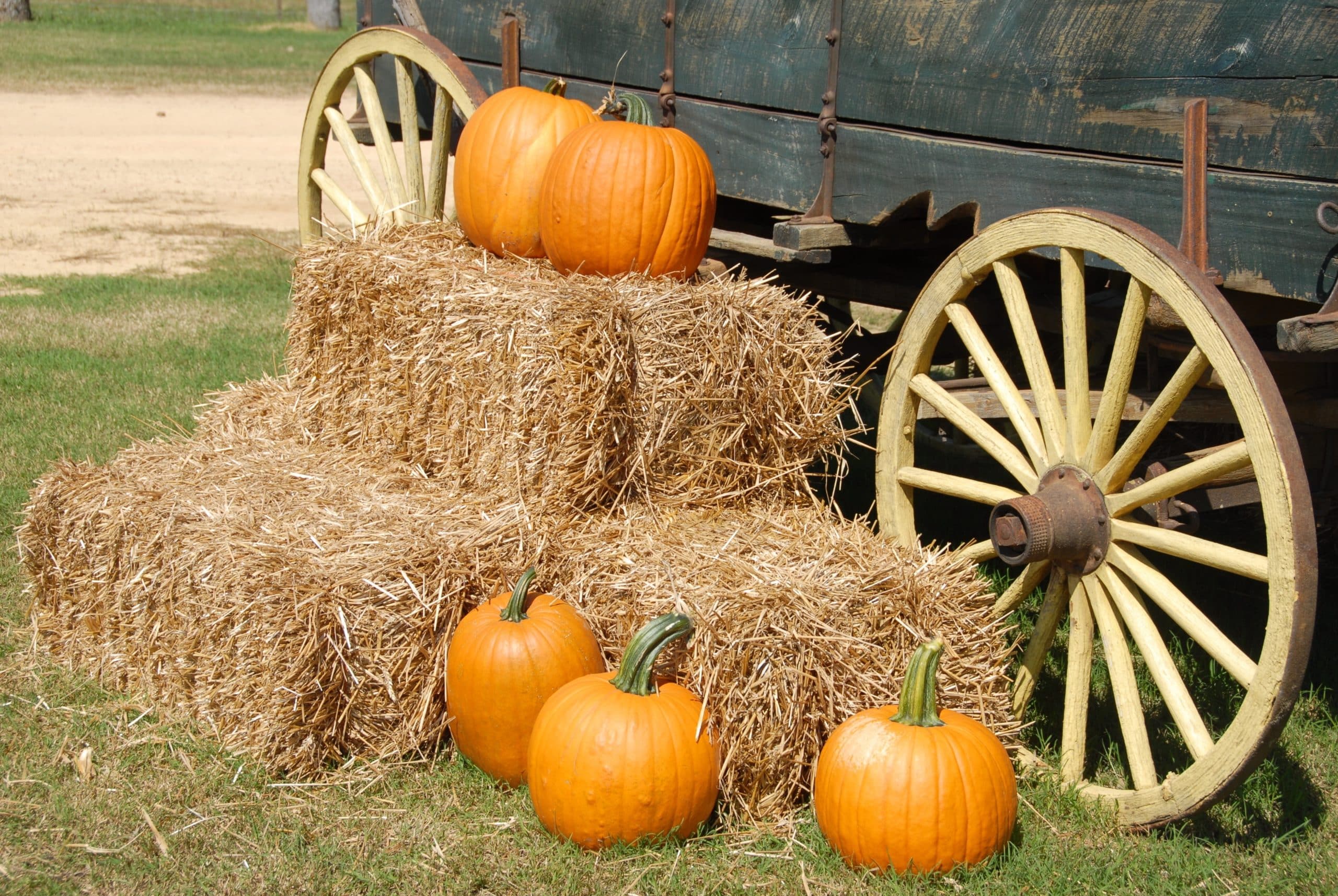 Fall Beach Getaway: Check Out These Myrtle Beach Pumpkin Patches ...